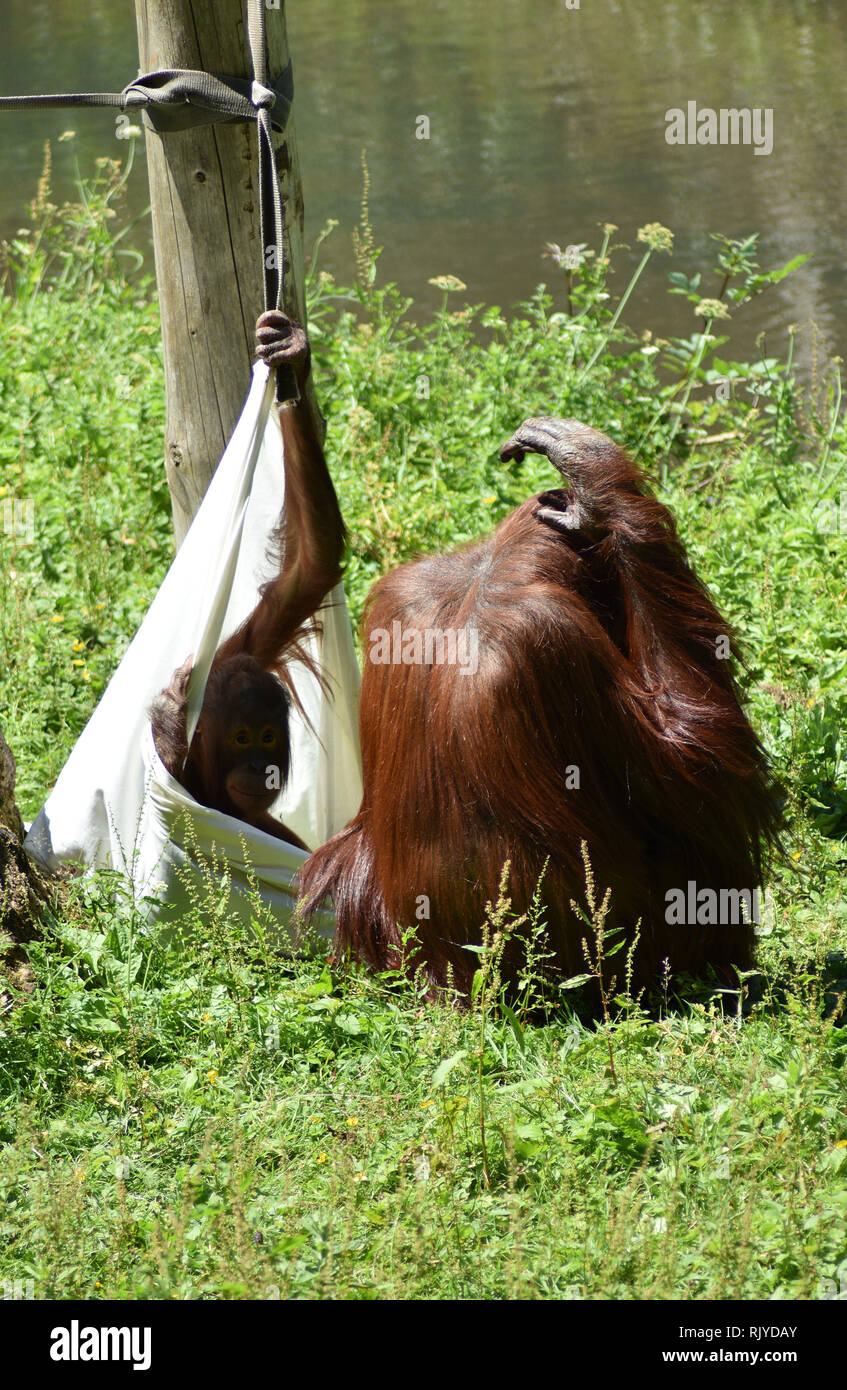 Paignton Zoo, Paignton, Devon Stock Photo - Alamy
