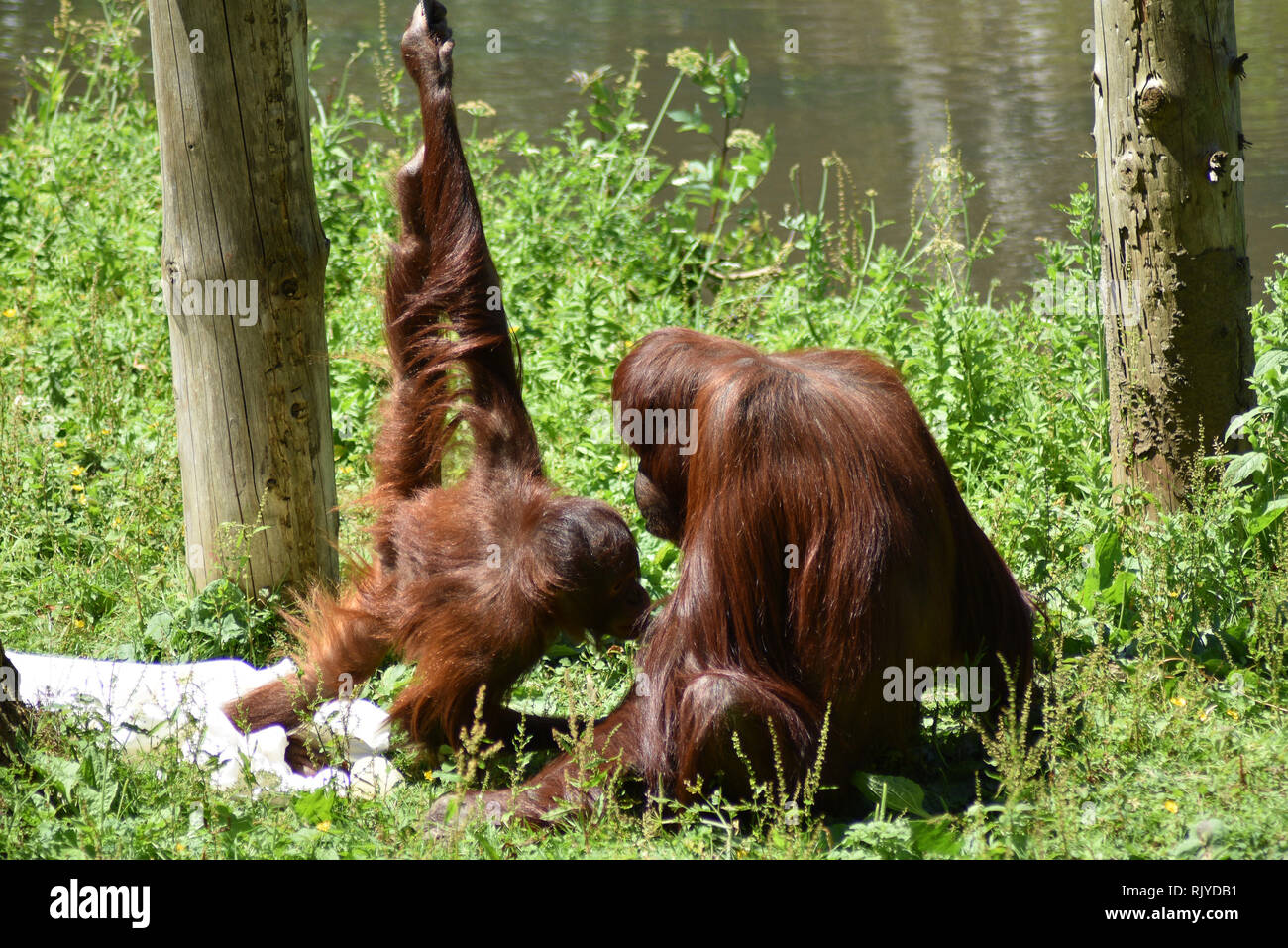 Paignton Zoo, Paignton, Devon Stock Photo - Alamy