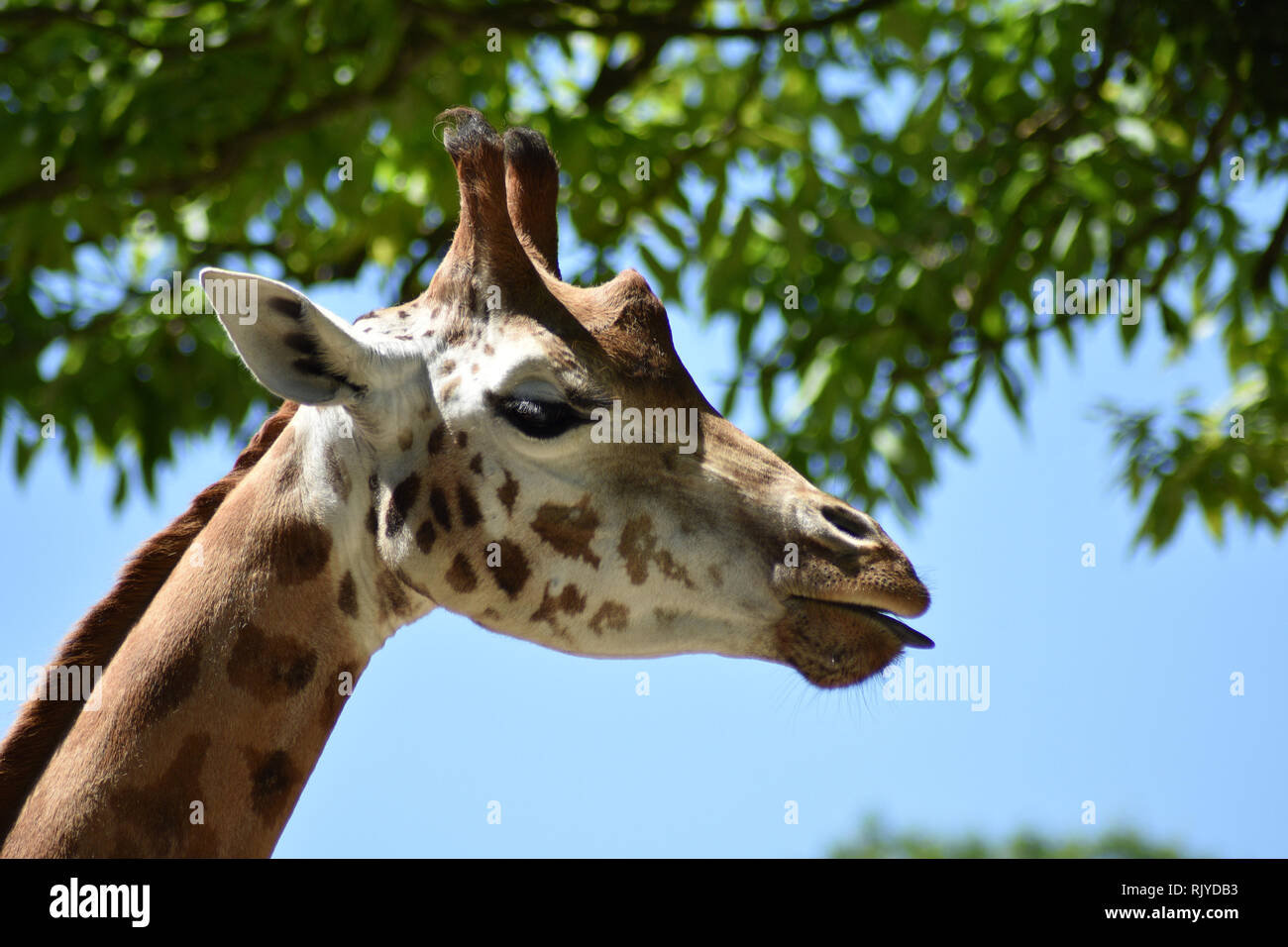 Paignton Zoo, Paignton, Devon Stock Photo - Alamy