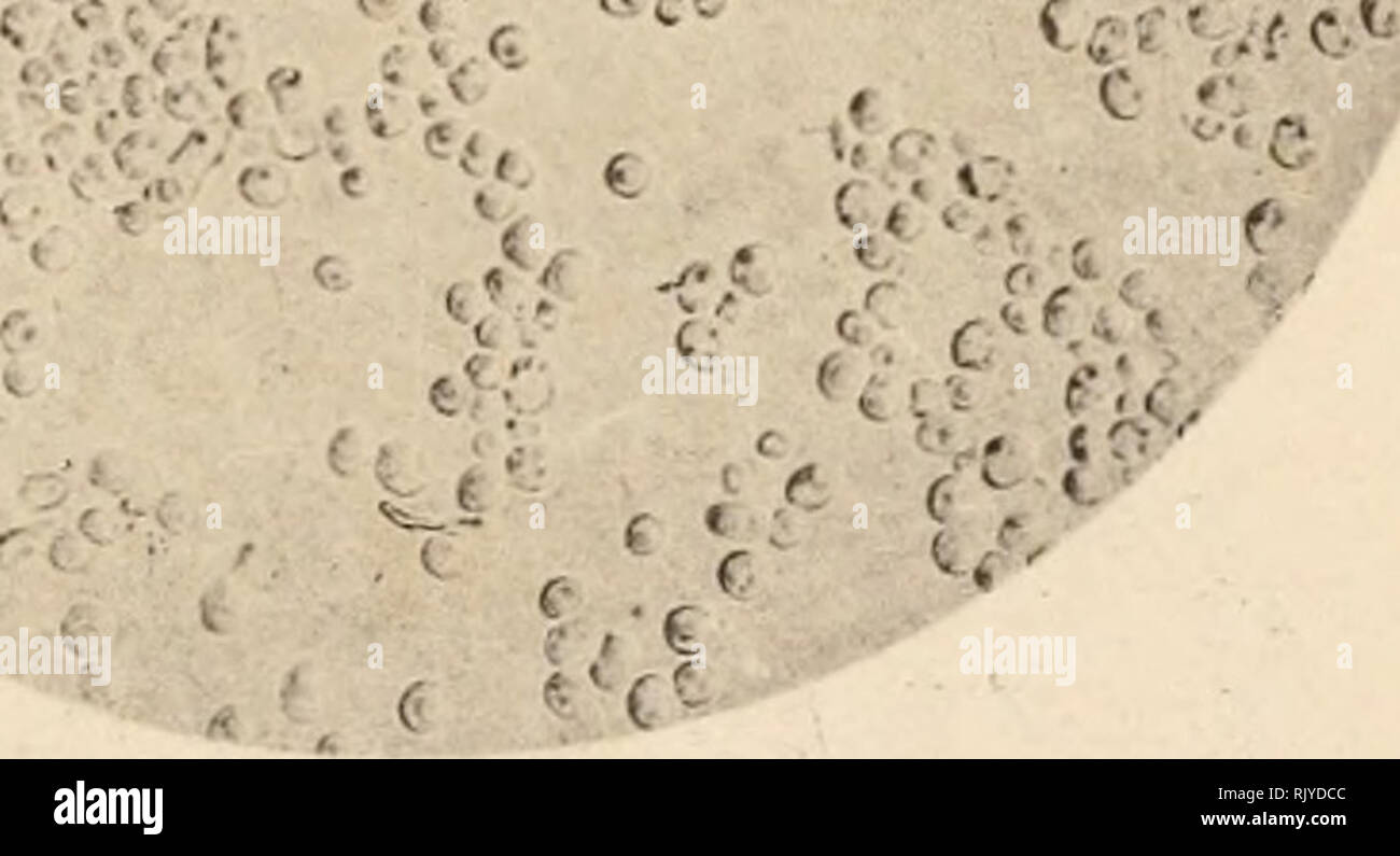 Formes de levure hi-res stock photography and images - Alamy