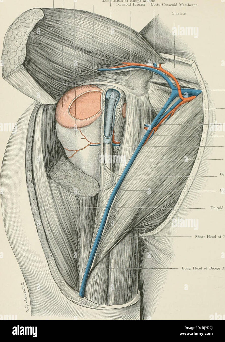 . Atlas of applied (topographical) human anatomy for students and ...
