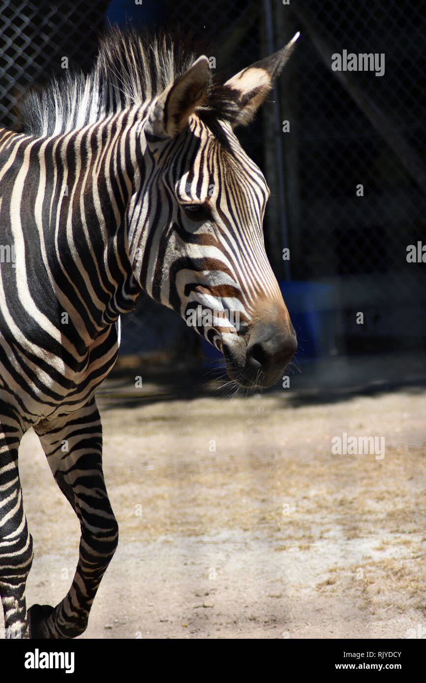 Paignton Zoo, Paignton, Devon Stock Photo - Alamy