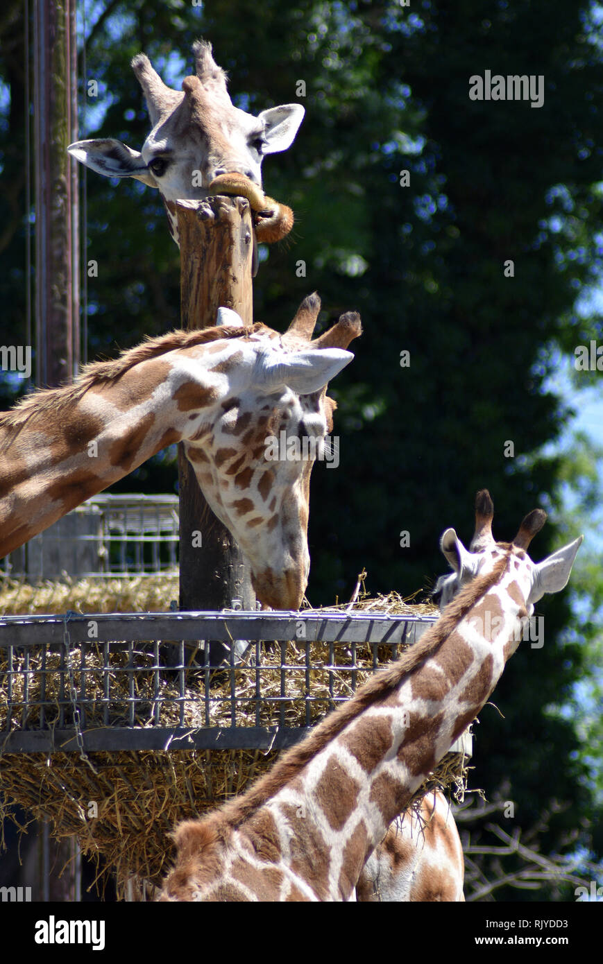 Paignton Zoo, Paignton, Devon Stock Photo - Alamy