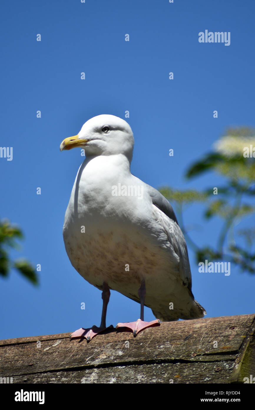 Paignton Zoo, Paignton, Devon Stock Photo - Alamy