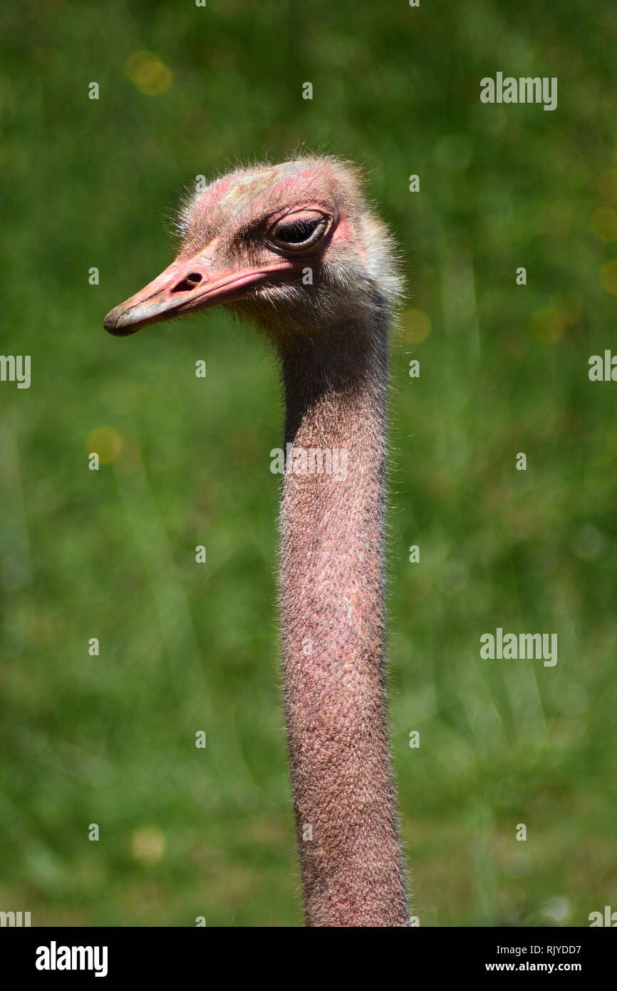 Paignton Zoo, Paignton, Devon Stock Photo - Alamy