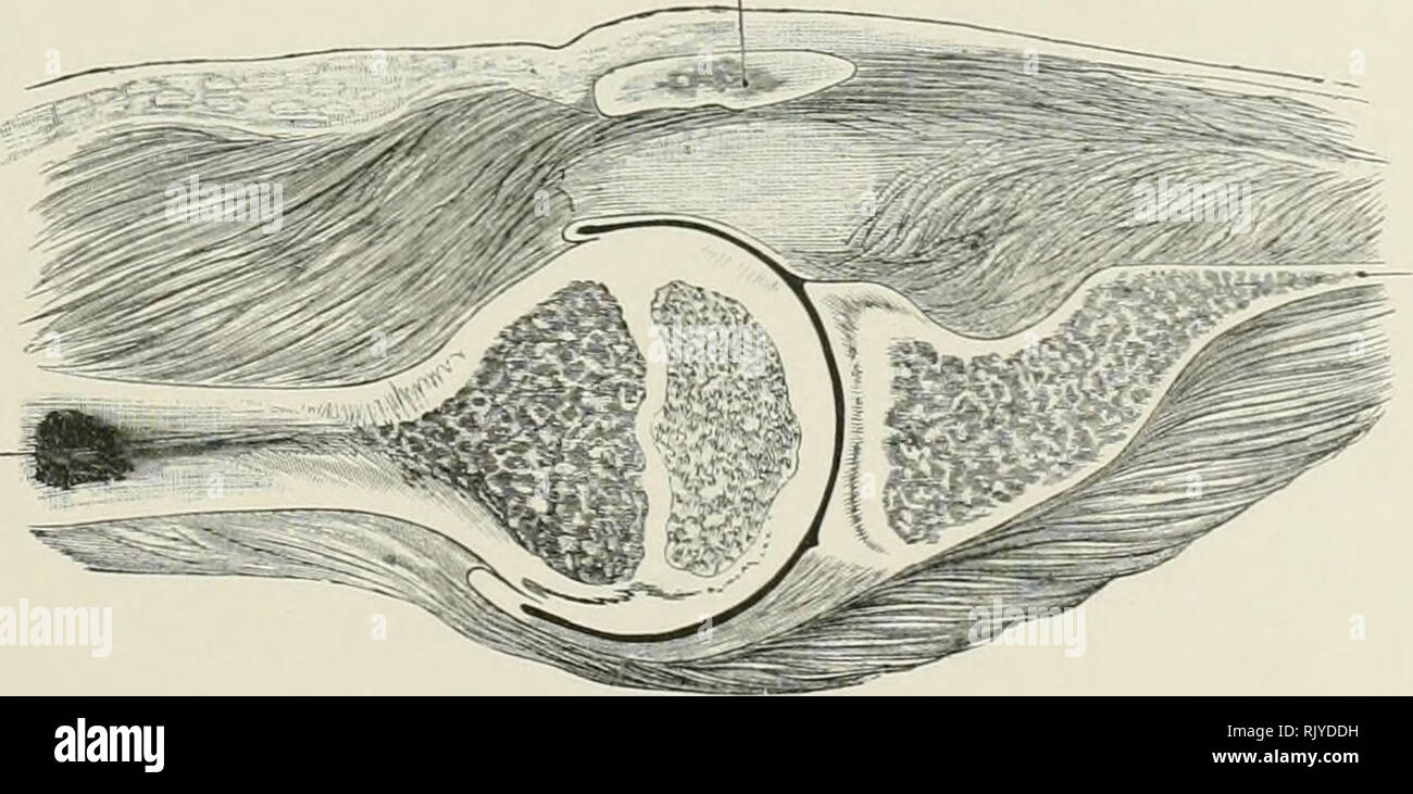 . Atlas of applied (topographical) human anatomy for students and ...