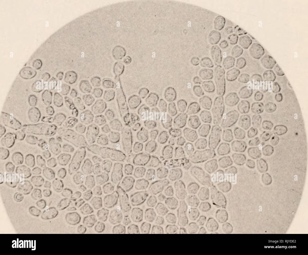 Formes de levure hi-res stock photography and images - Alamy