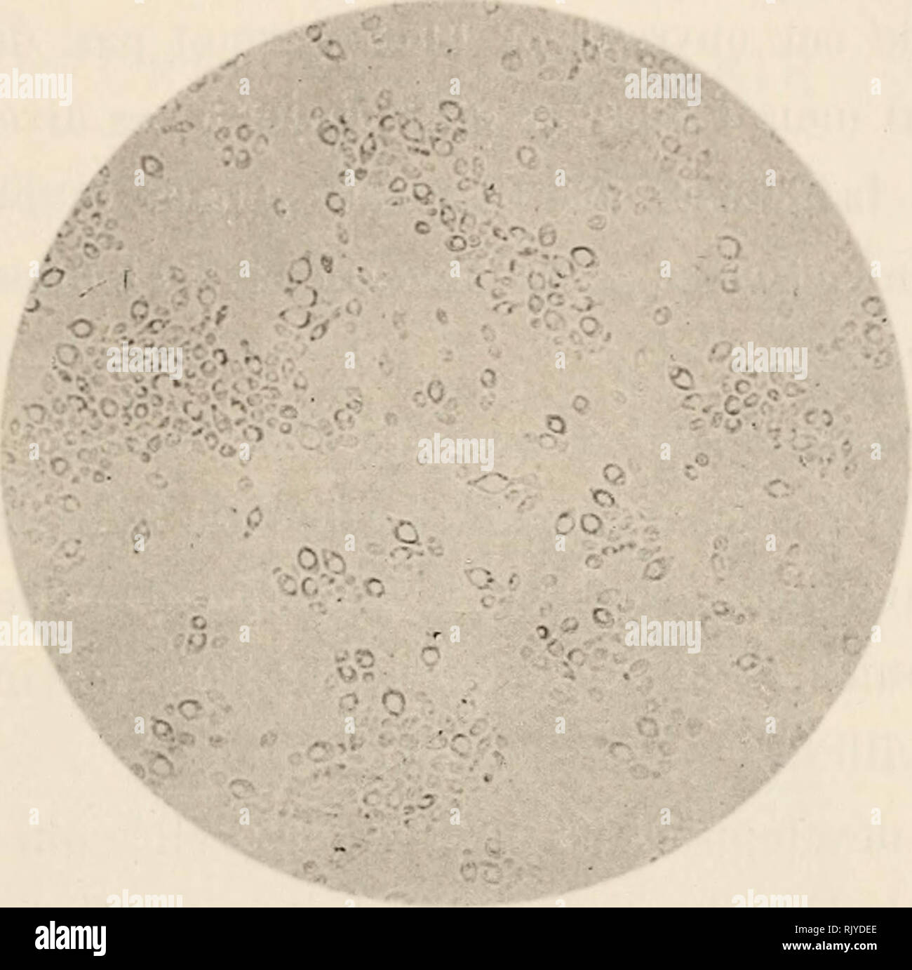 Atlas 551 hi-res stock photography and images - Alamy