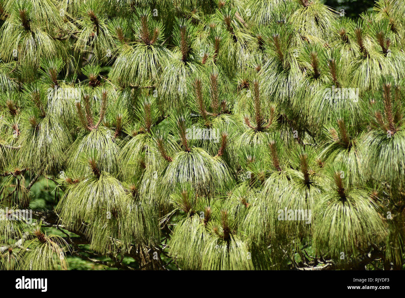 Paignton Zoo, Paignton, Devon Stock Photo - Alamy
