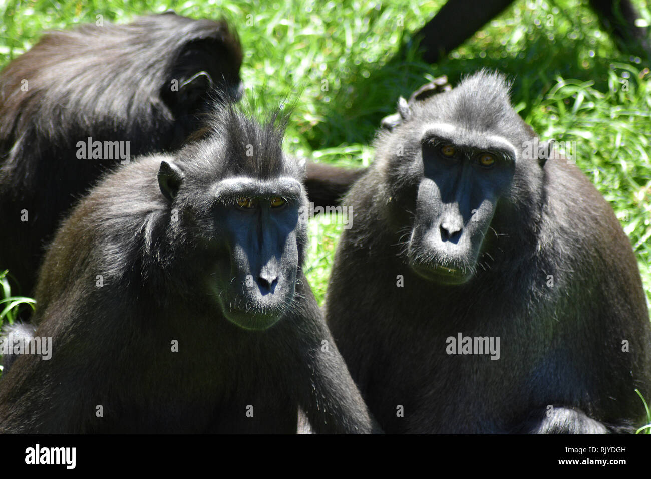 Paignton Zoo, Paignton, Devon Stock Photo - Alamy
