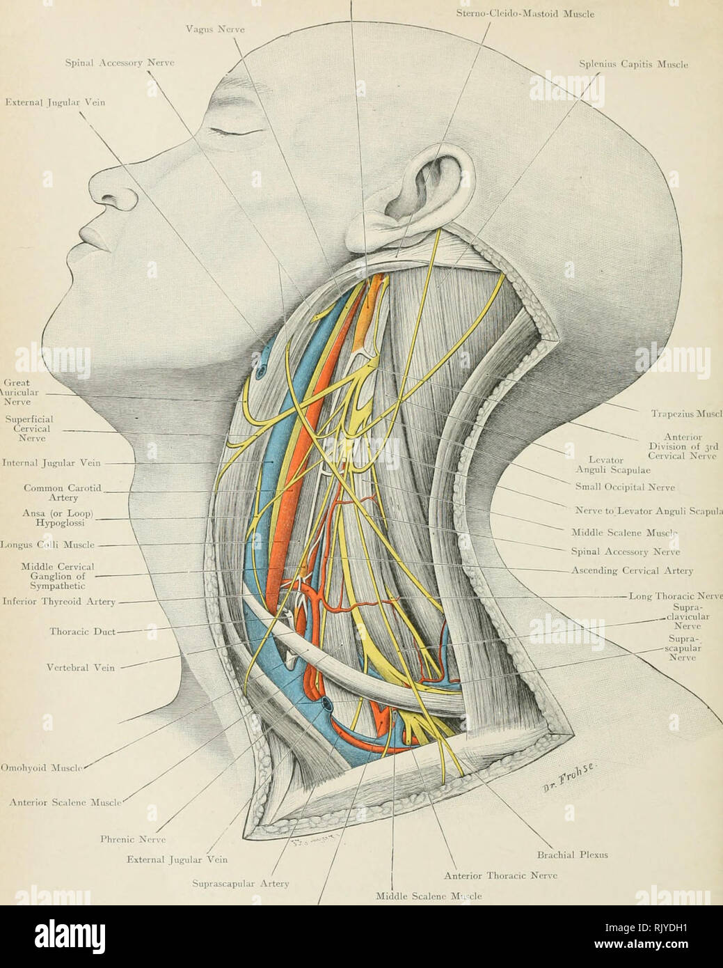 Phrenic And Vagus Nerve Restoring Brain Connectivity By Phrenic Nerve