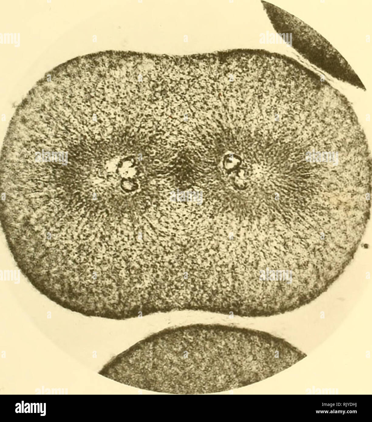 . An atlas of the fertilization and karyokinesis of the ovum. Ovum ...