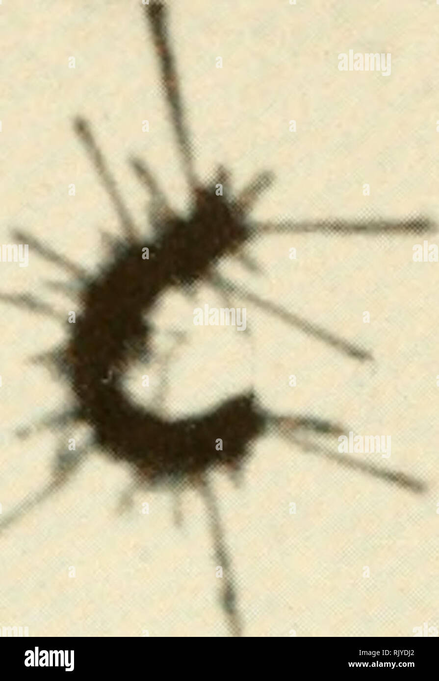 Polar flagellum hi-res stock photography and images - Alamy