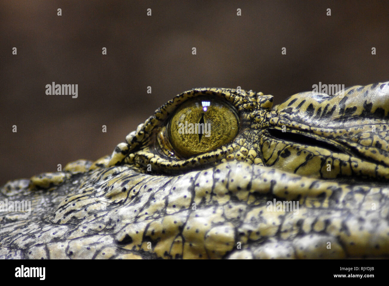 Paignton Zoo, Paignton, Devon Stock Photo - Alamy