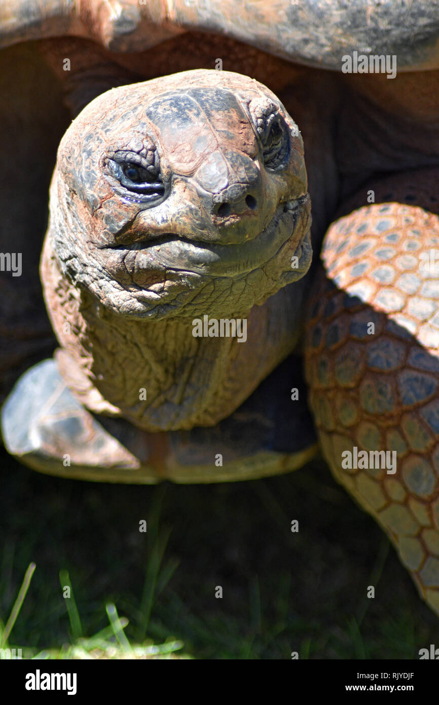 Paignton Zoo, Paignton, Devon Stock Photo - Alamy