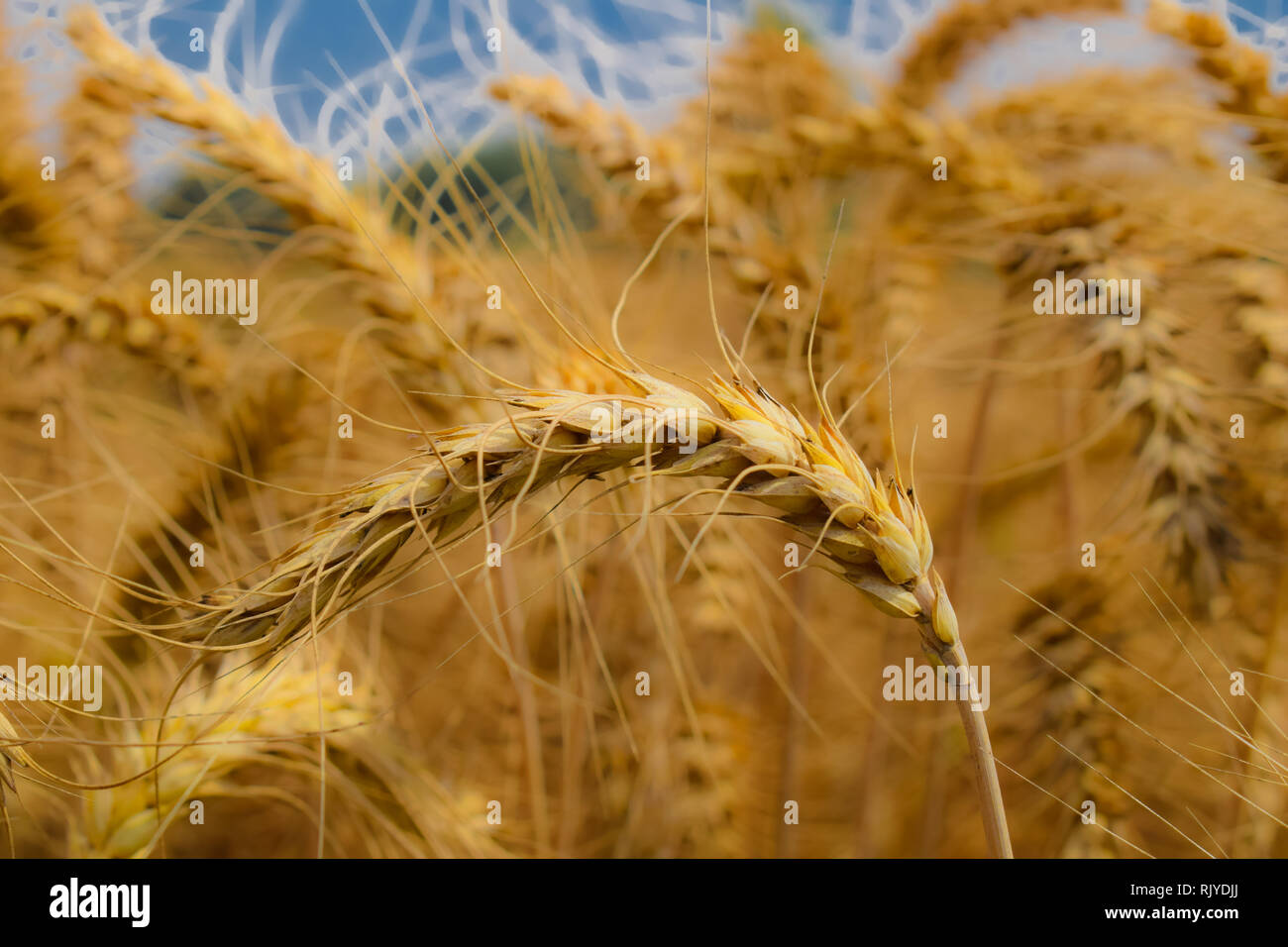 wheat field.beautiful rural scenery under shining sunlight Stock Photo ...