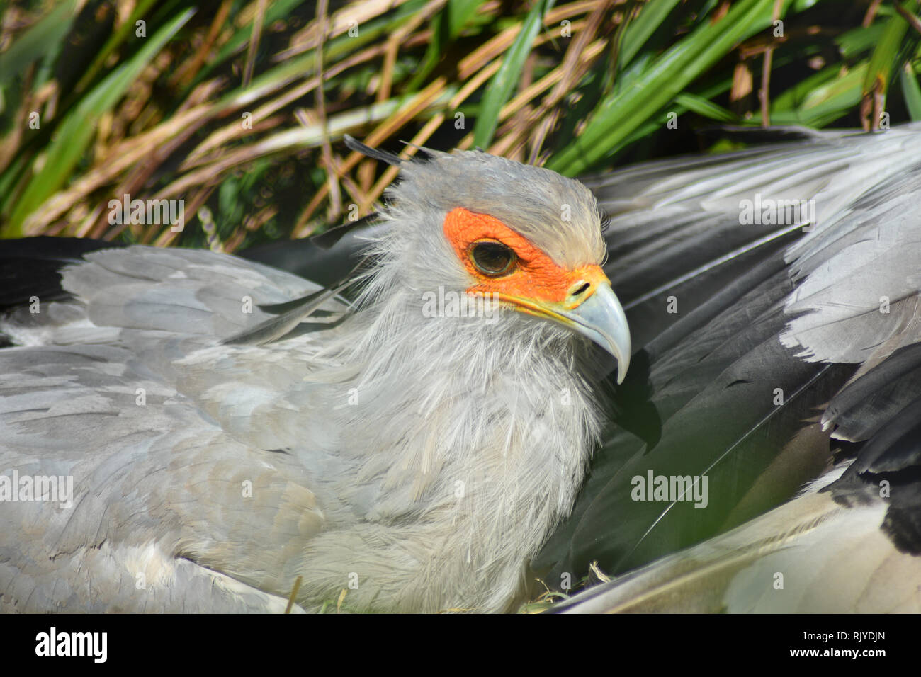 Paignton Zoo, Paignton, Devon Stock Photo - Alamy
