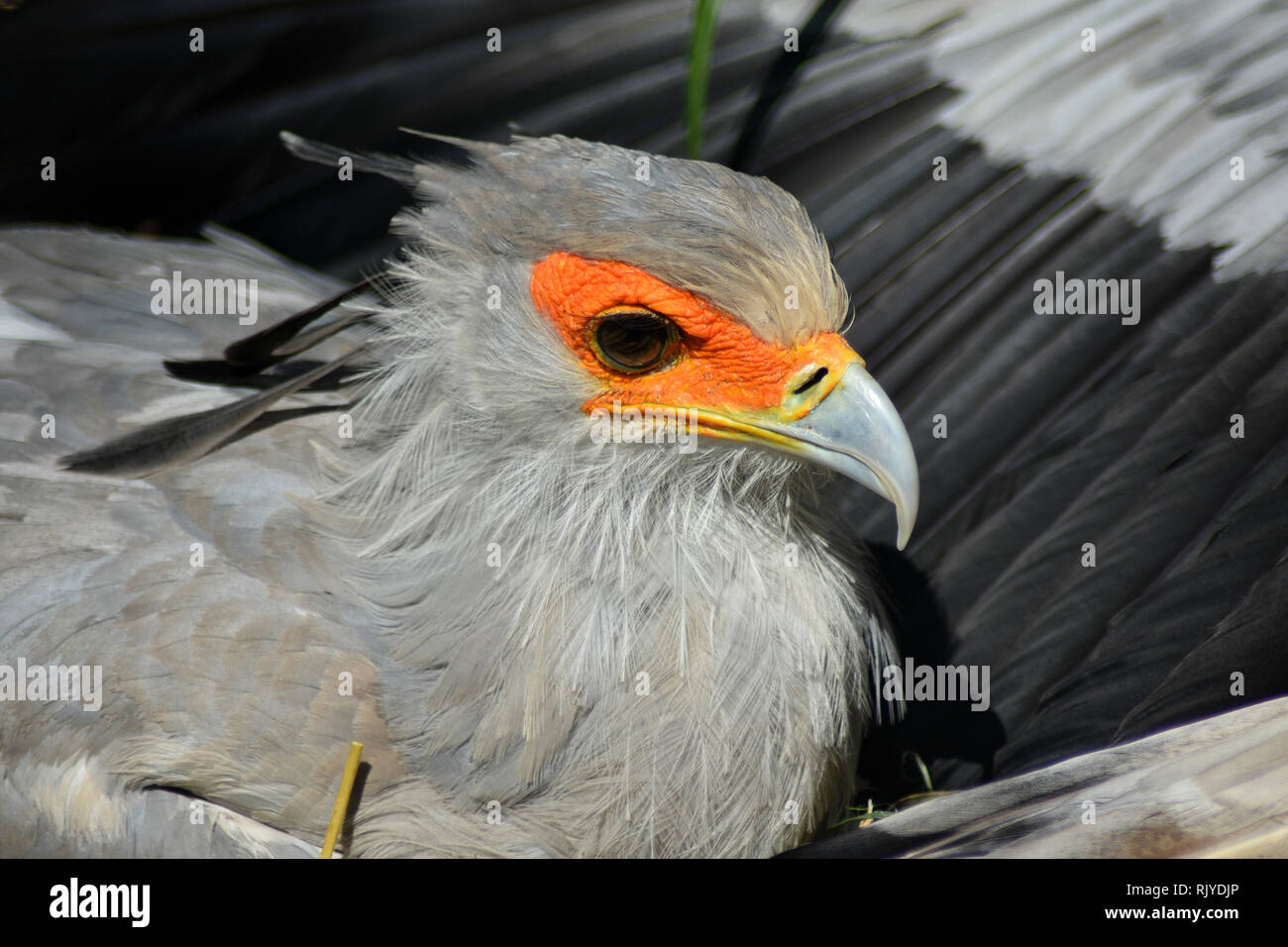 Paignton Zoo, Paignton, Devon Stock Photo - Alamy