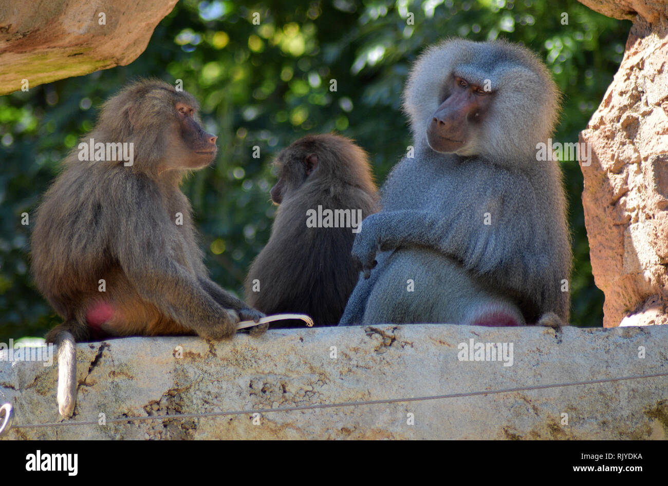 Paignton Zoo, Paignton, Devon Stock Photo - Alamy