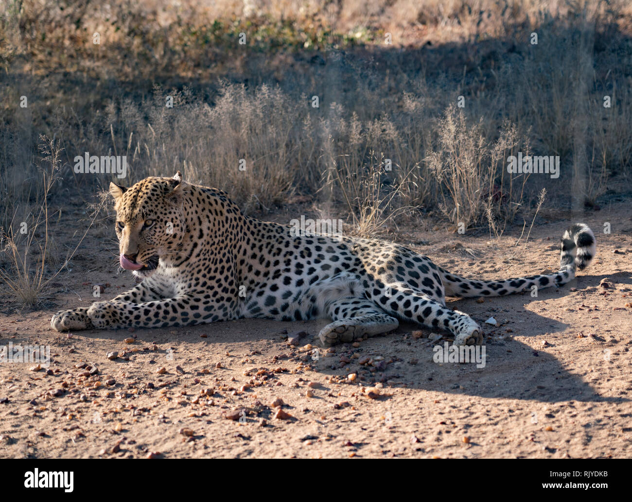 Leopard lying down in the dirt in Namibia Stock Photo - Alamy