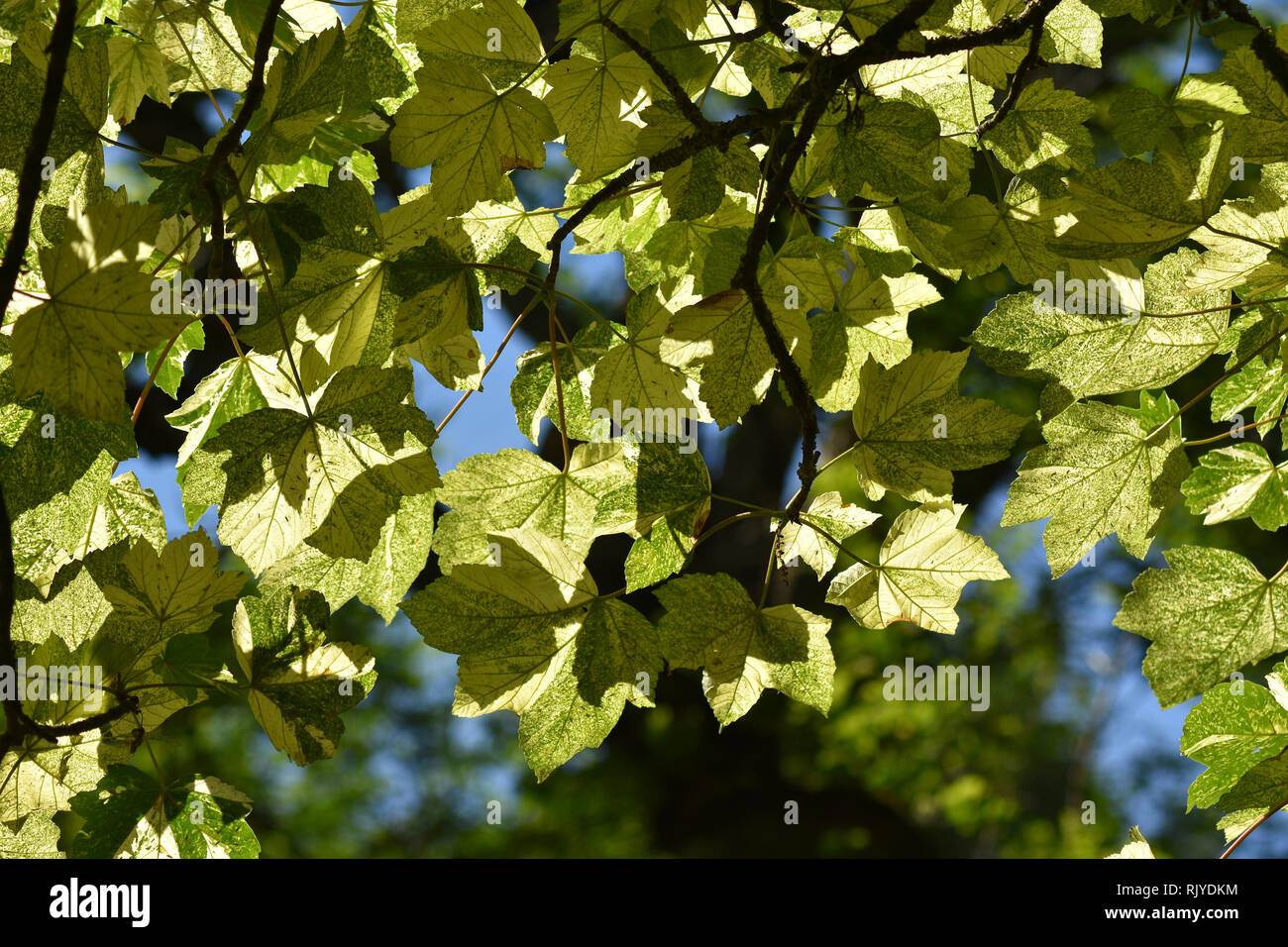 Paignton Zoo, Paignton, Devon Stock Photo - Alamy