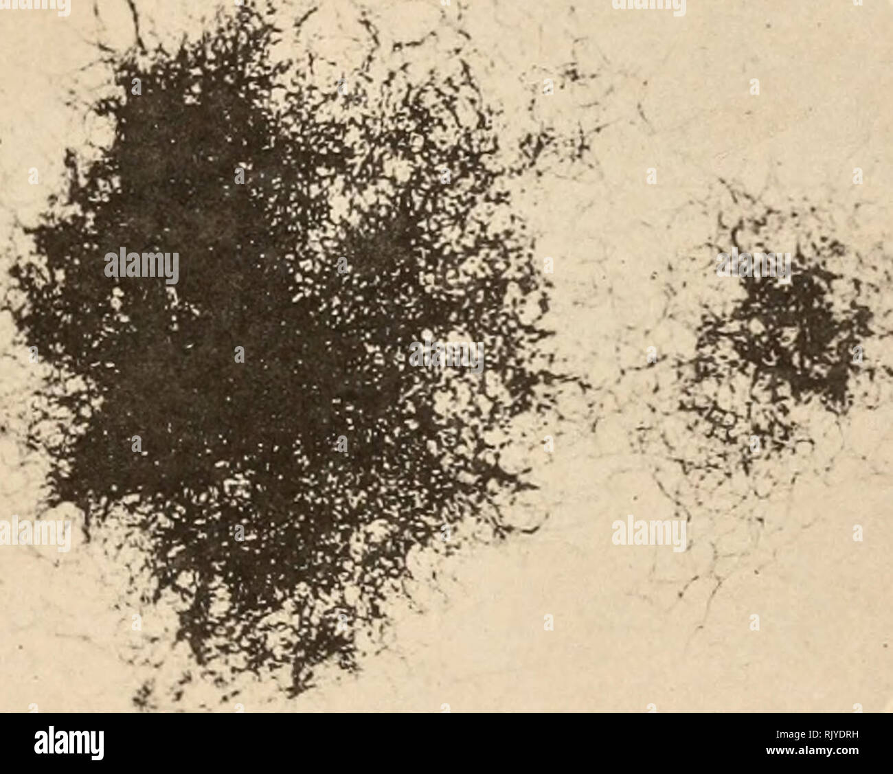 Parasite microscopique hi-res stock photography and images - Alamy