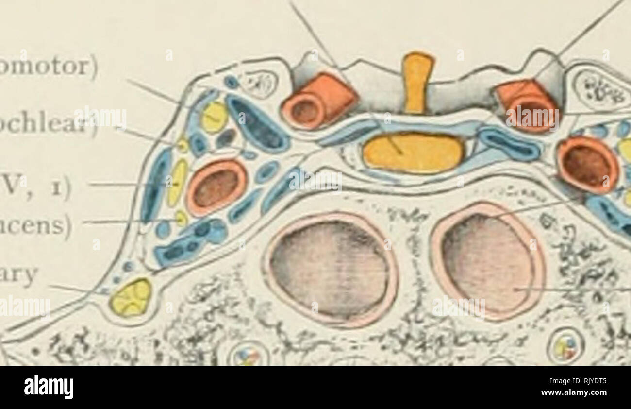 Intercavernous Sinus