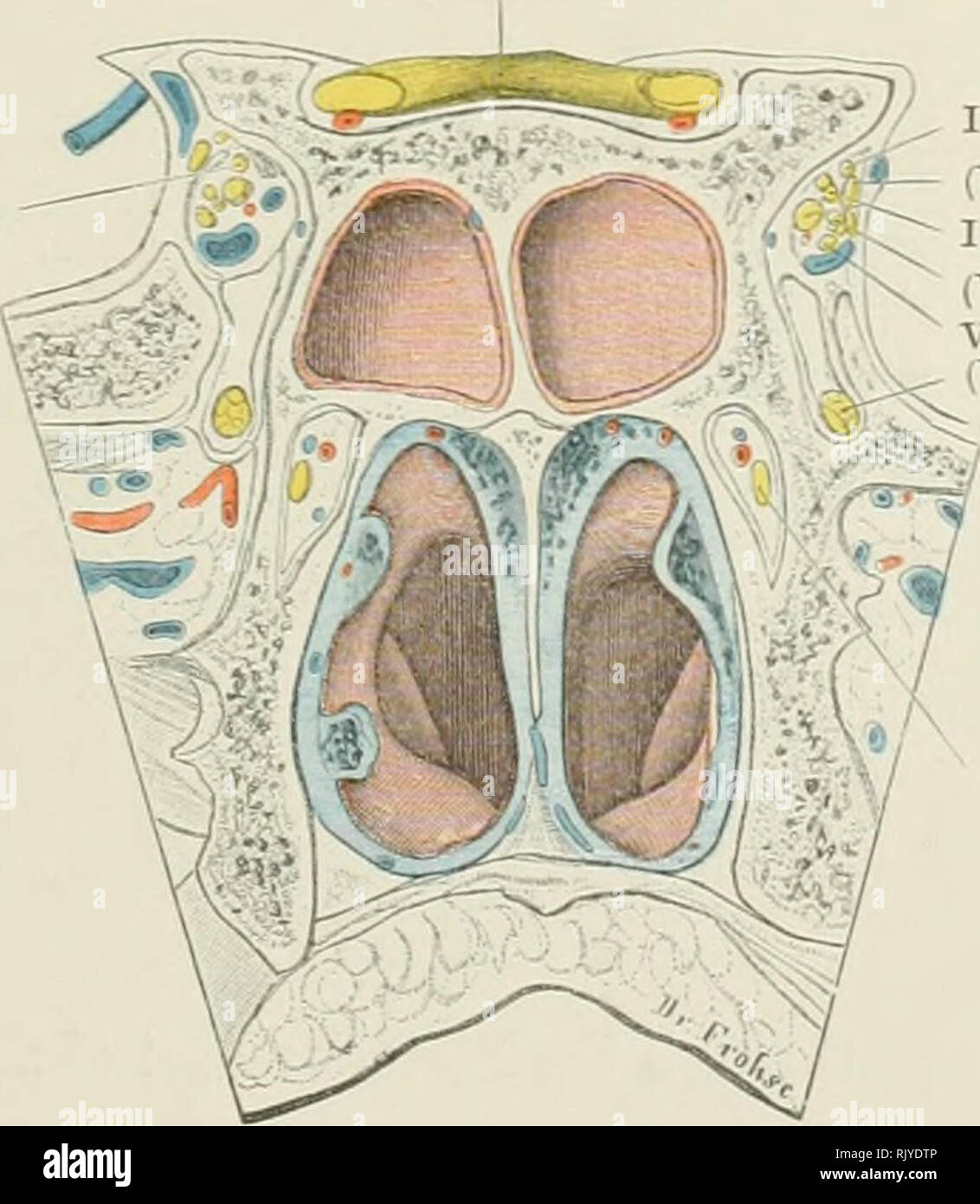 . Atlas of applied (topographical) human anatomy for students and ...