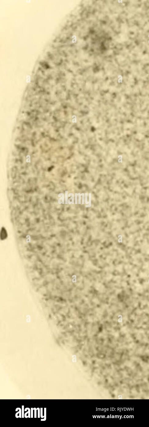 . An atlas of the fertilization and karyokinesis of the ovum. Ovum ...