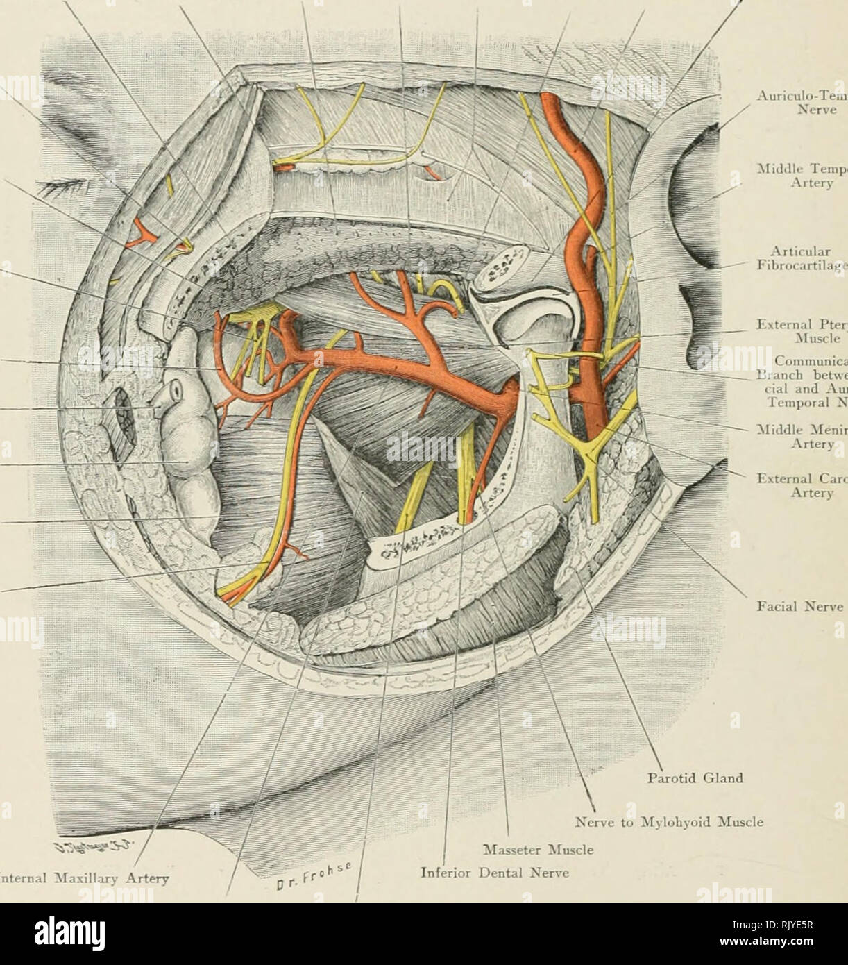 Masseteric artery hi-res stock photography and images - Alamy