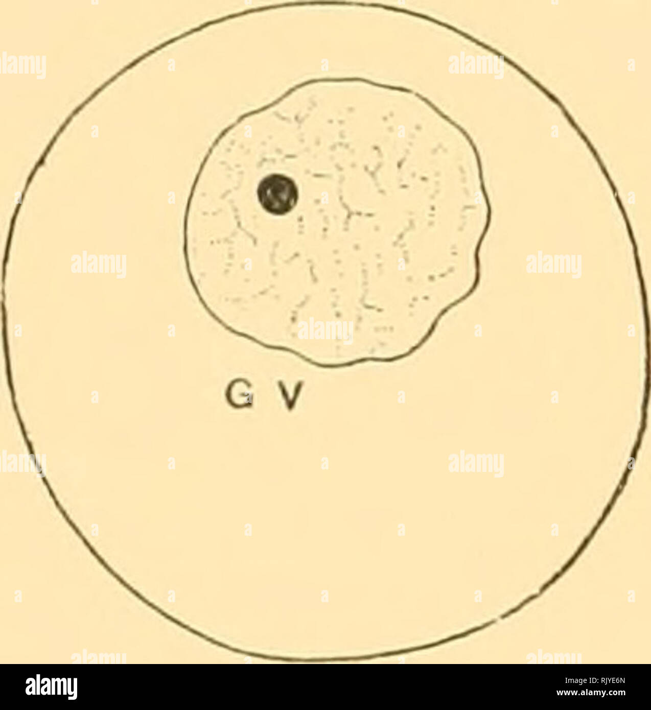 Fertilization Biology