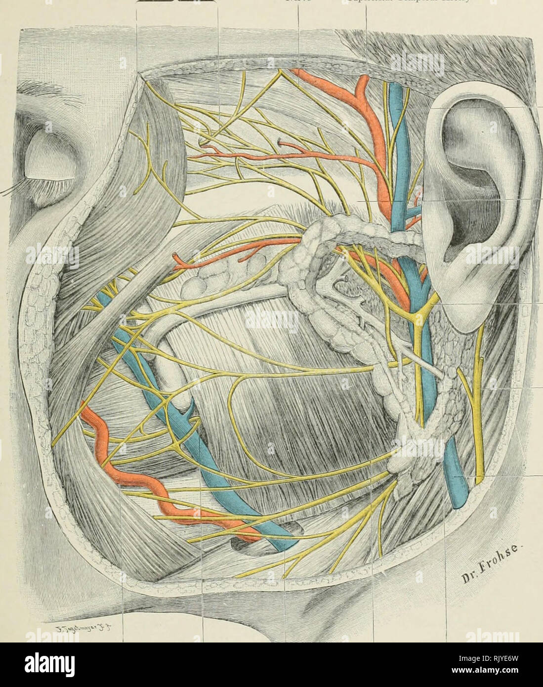 Facial Nerve Temporal