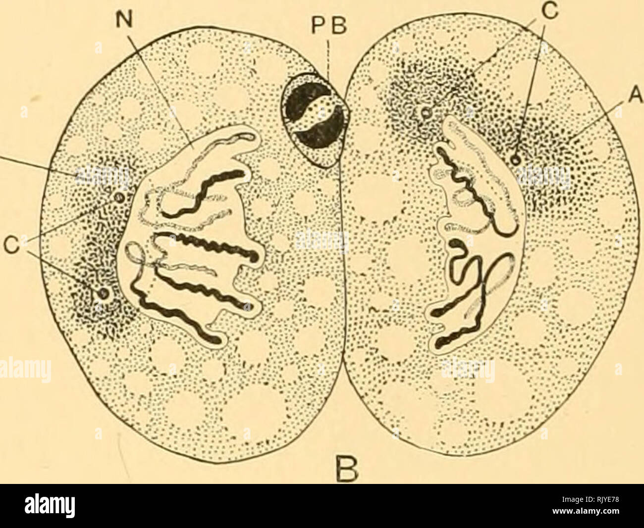 . An atlas of the fertilization and karyokinesis of the ovum. Ovum ...