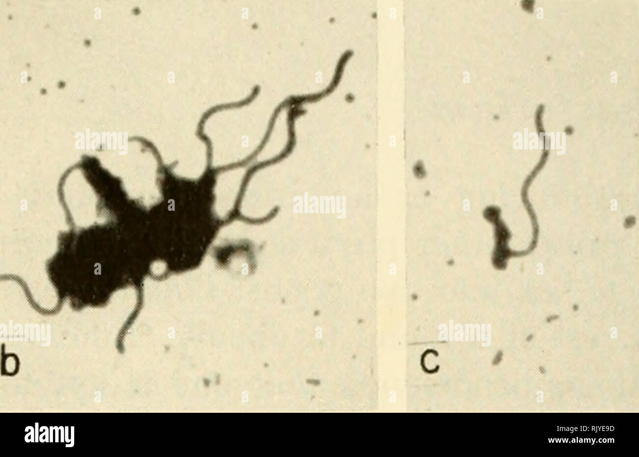 Bacterial Flagella Microscope