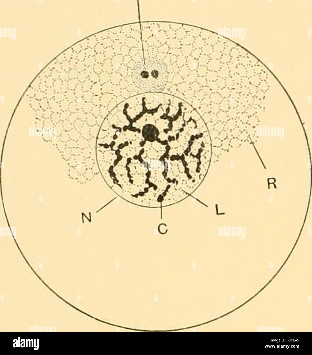 . An atlas of the fertilization and karyokinesis of the ovum. Ovum ...