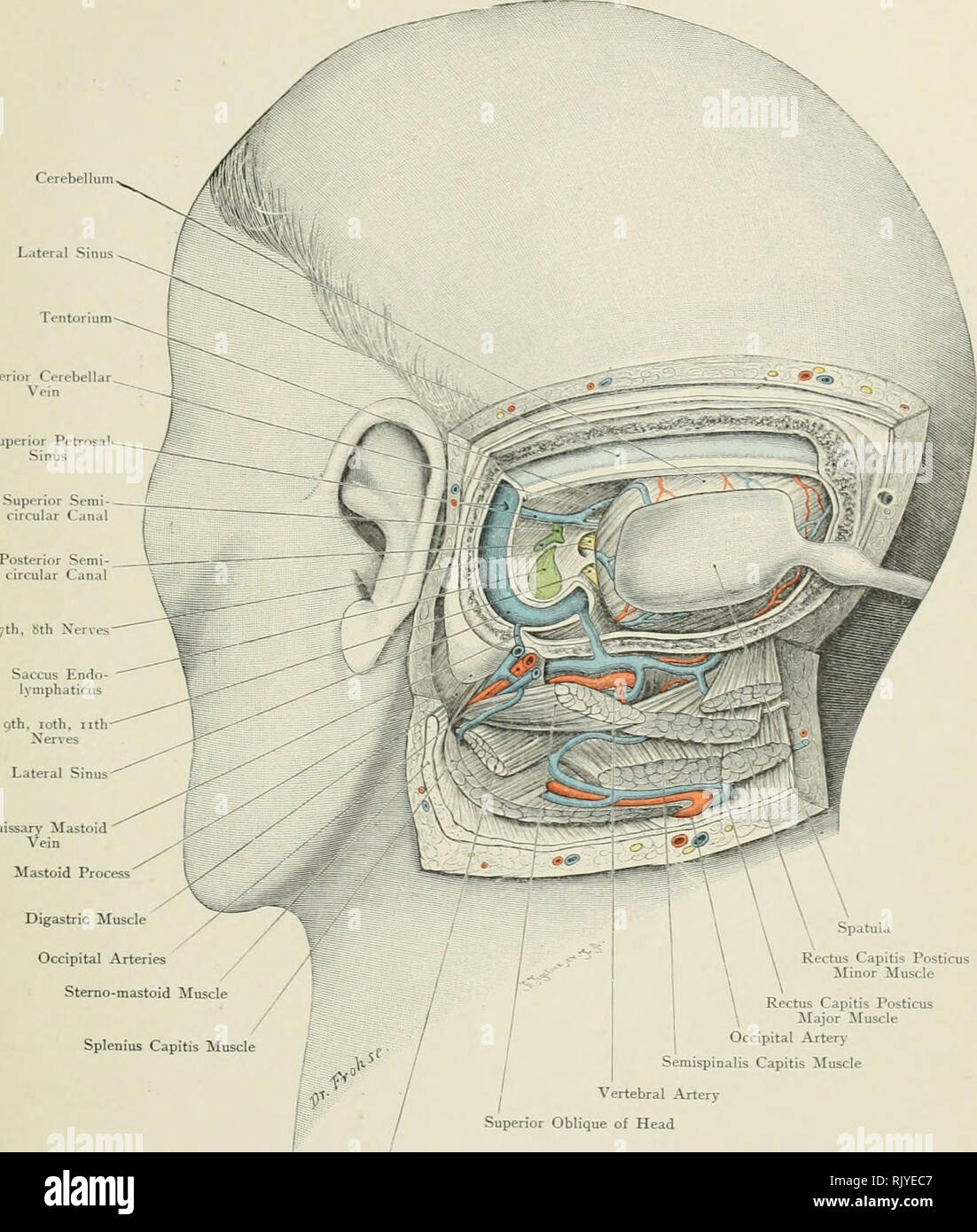Rectus capitis major hi-res stock photography and images - Alamy