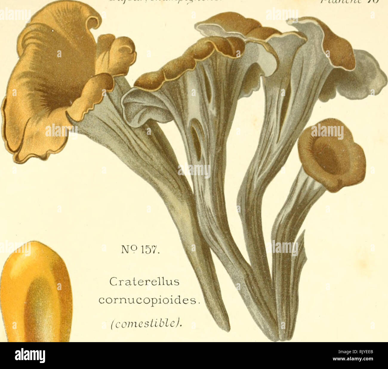 Hanche comestible hi-res stock photography and images - Alamy