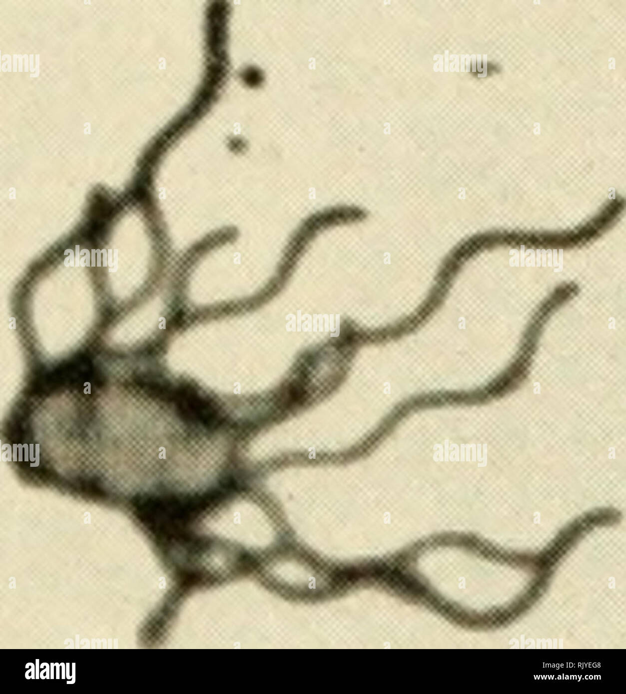 Bacterial species 2 9 3 hi-res stock photography and images - Alamy