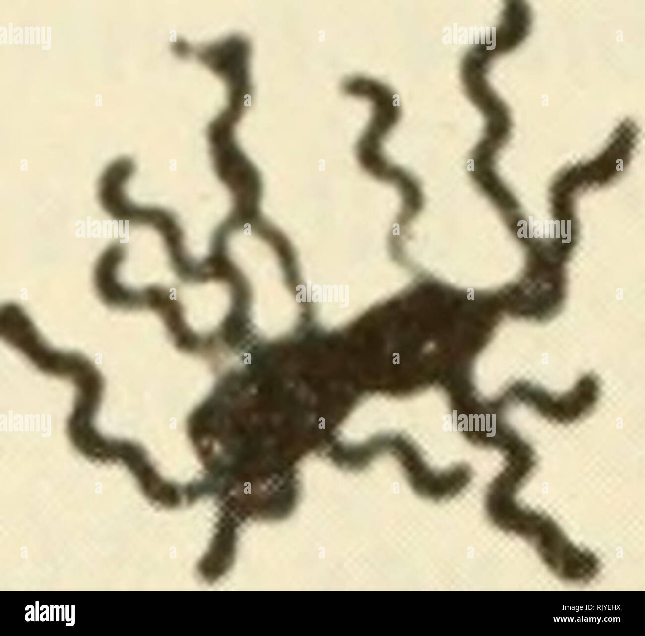 Alcaligenes Faecalis Gram Stain