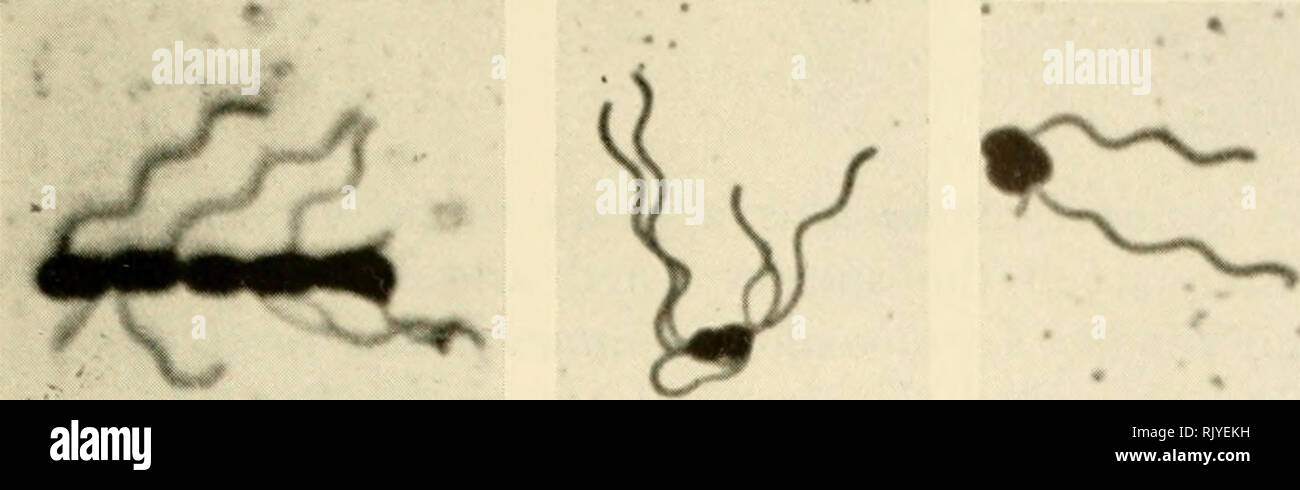 Bacterial Flagellum High Resolution Stock Photography and Images - Alamy