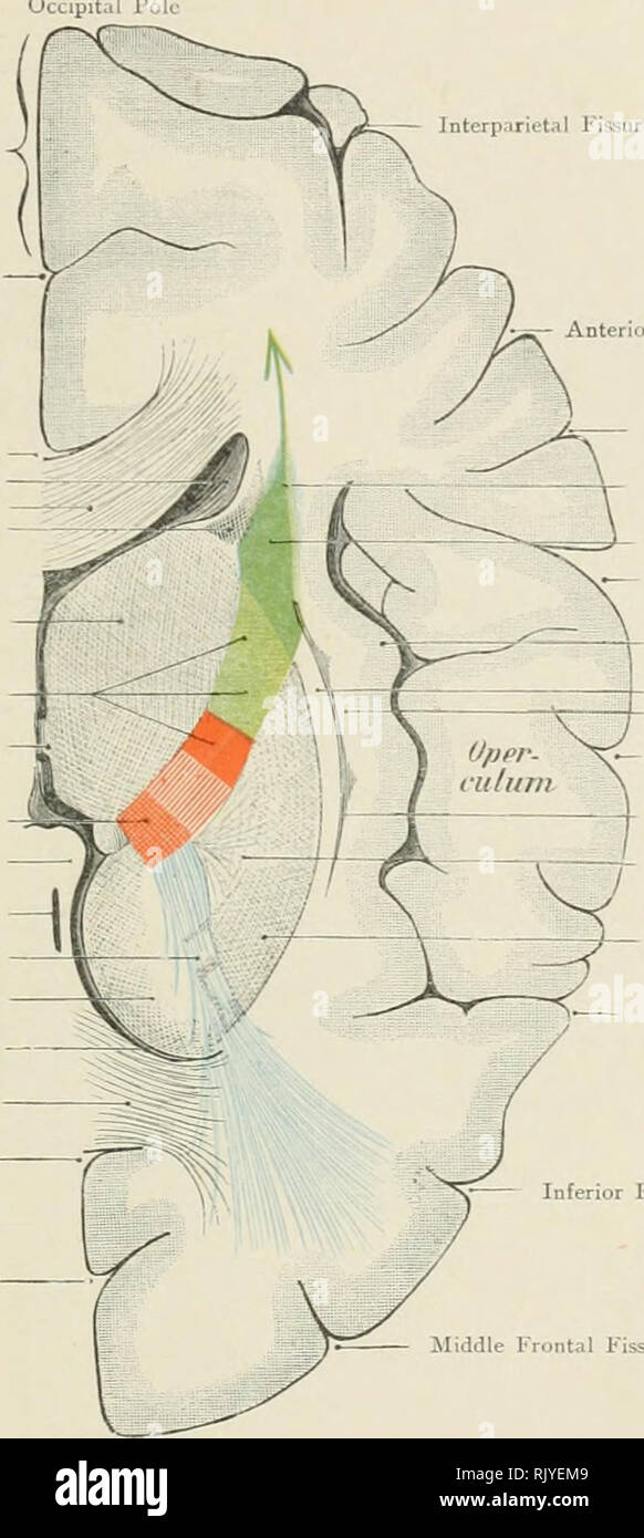. Atlas of applied (topographical) human anatomy for students and ...