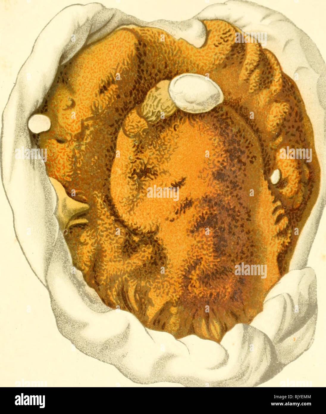 Merulius lacrymans hi-res stock photography and images - Alamy