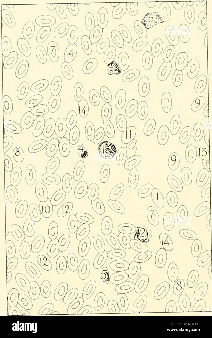 . Atlas of avian hematology. Veterinary hematology; Poultry -- Diseases ...