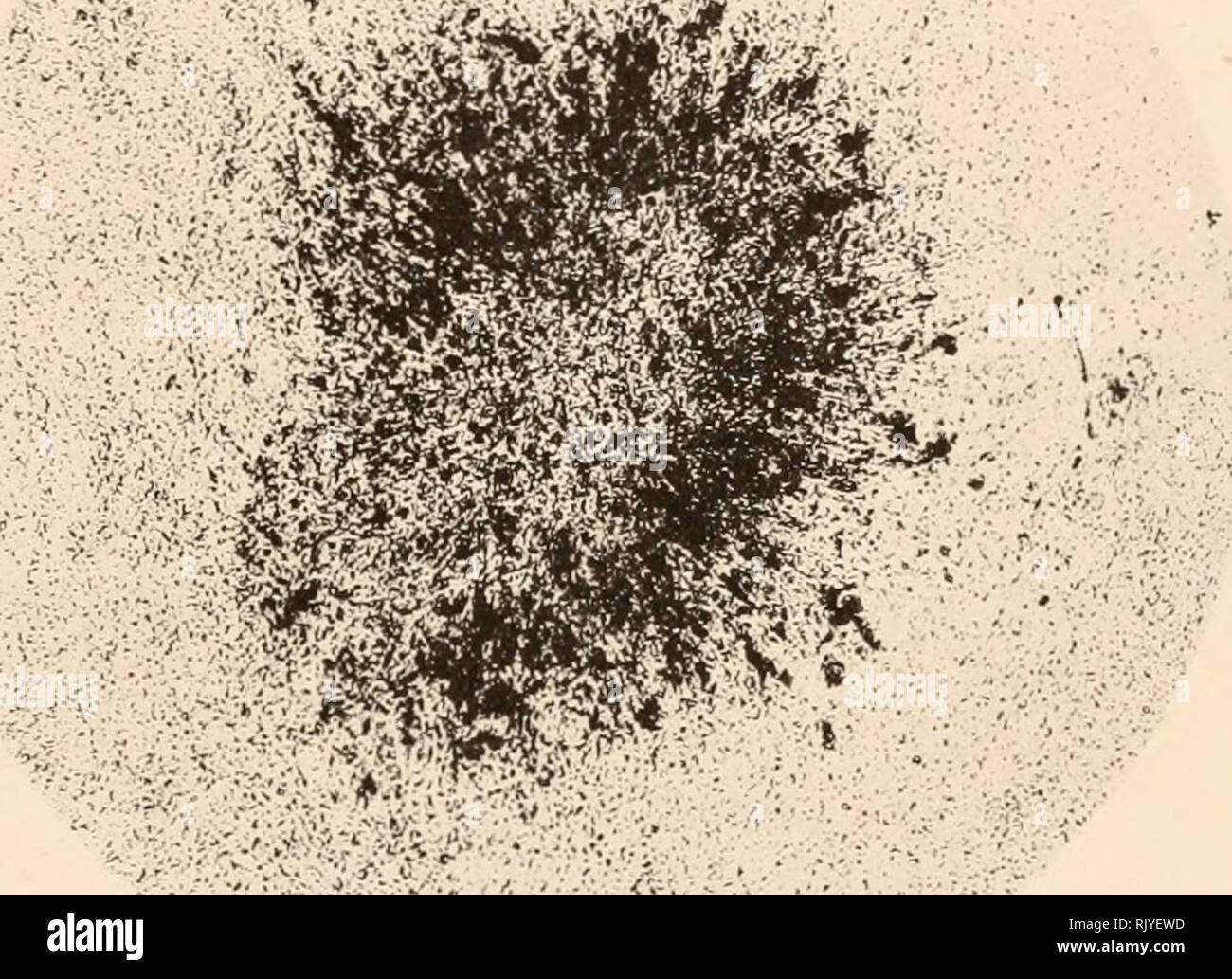 Cellules de microbiologie hi-res stock photography and images - Alamy