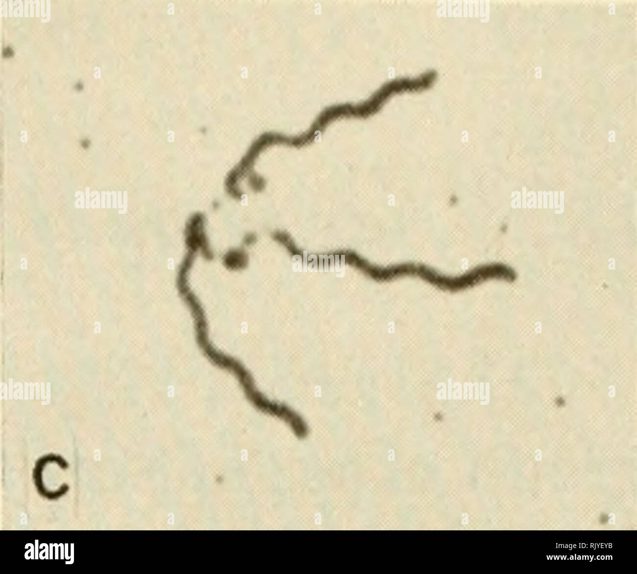 . Atlas of bacterial flagellation. Bacteria. 5?^ ^^^^^. Fig. 18. a ...