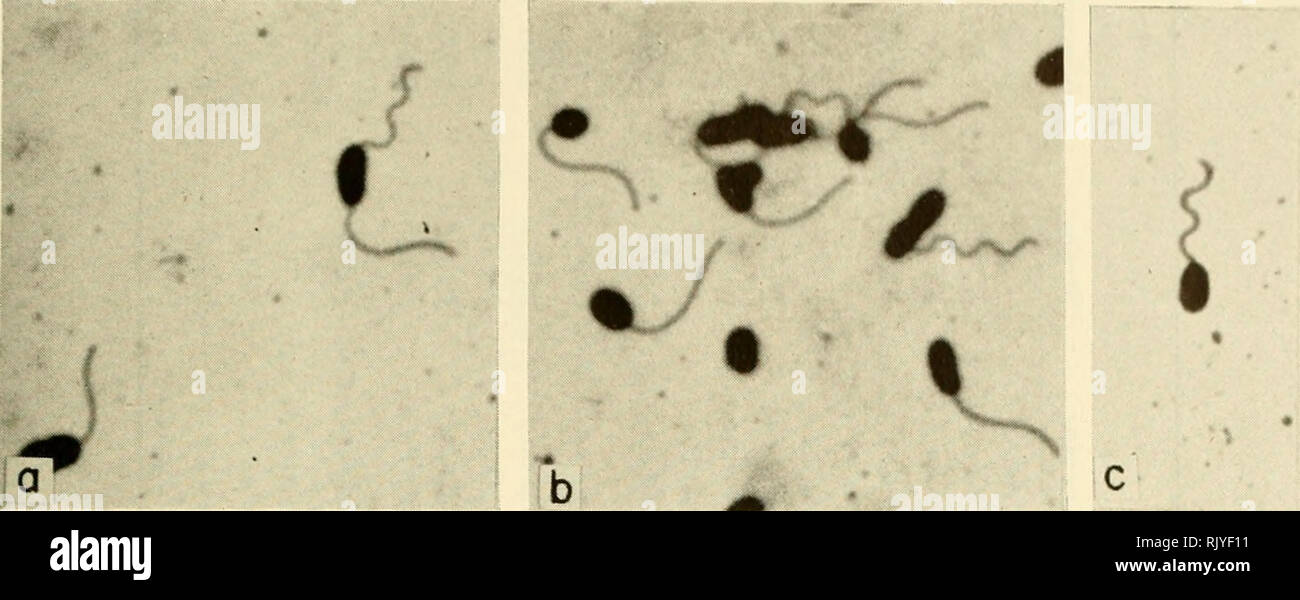Halophilic bacteria hi-res stock photography and images - Alamy