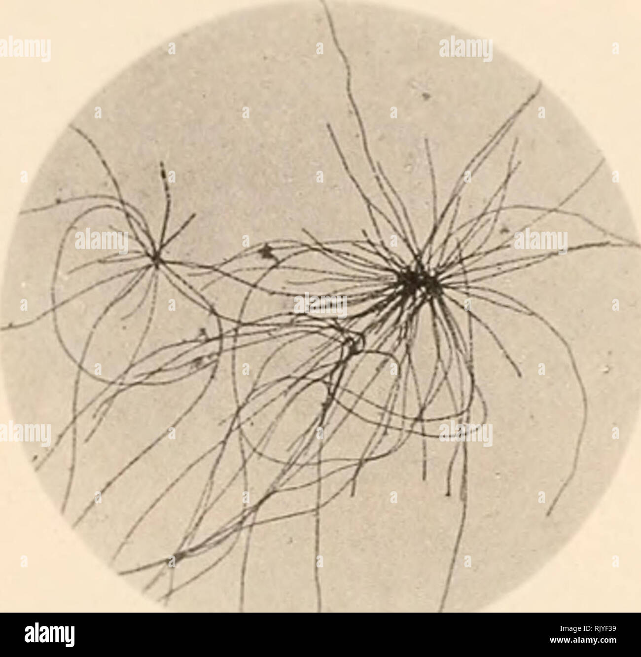 Micro minerales hi-res stock photography and images - Alamy