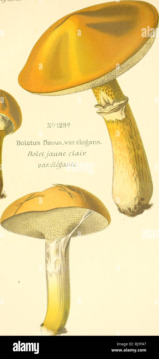Bolet jaune hi-res stock photography and images - Alamy