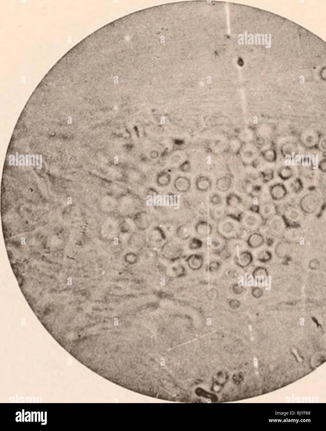 Osine hi-res stock photography and images - Alamy