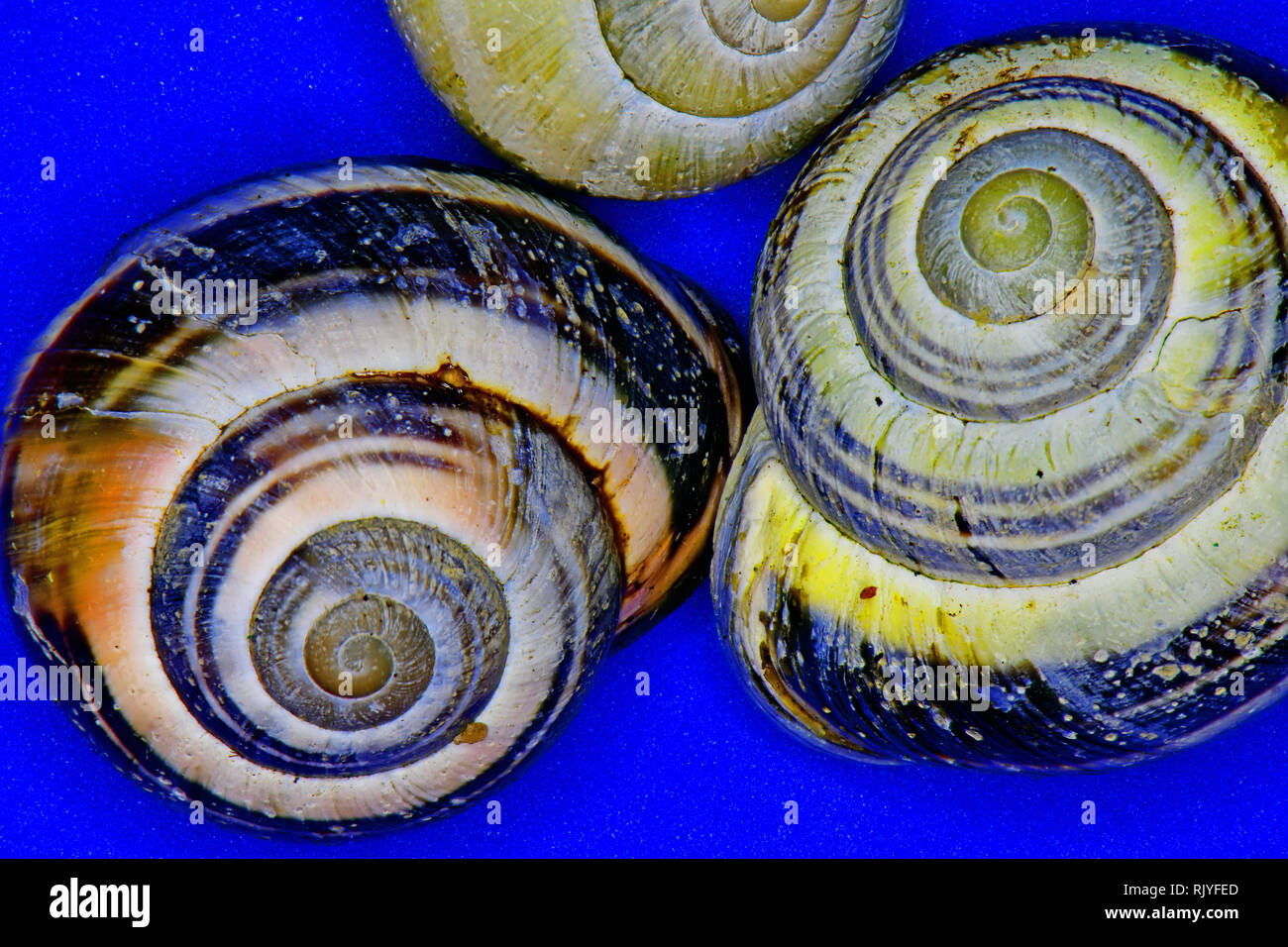 Three small sea snails against blue background Stock Photo - Alamy